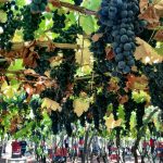 Musto Wine Grape Company – JuiceGrape.com
