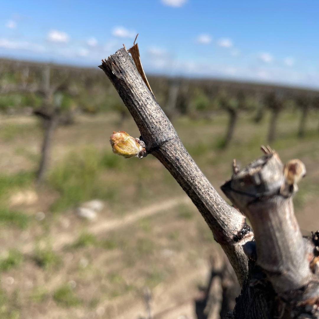 Musto Wine Grape Company – JuiceGrape.com