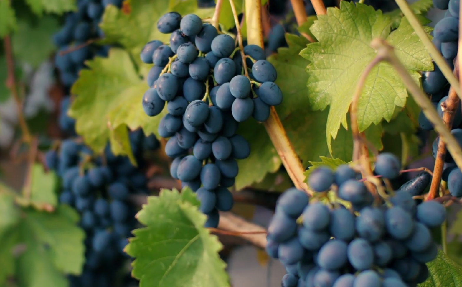Musto Wine Grape Company – JuiceGrape.com